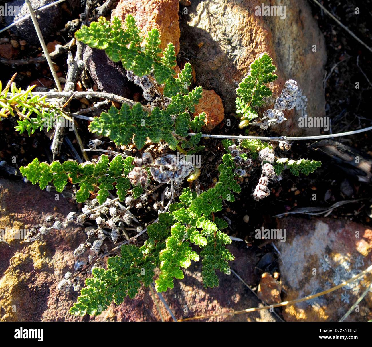 Anemia fern hi-res stock photography and images - Alamy