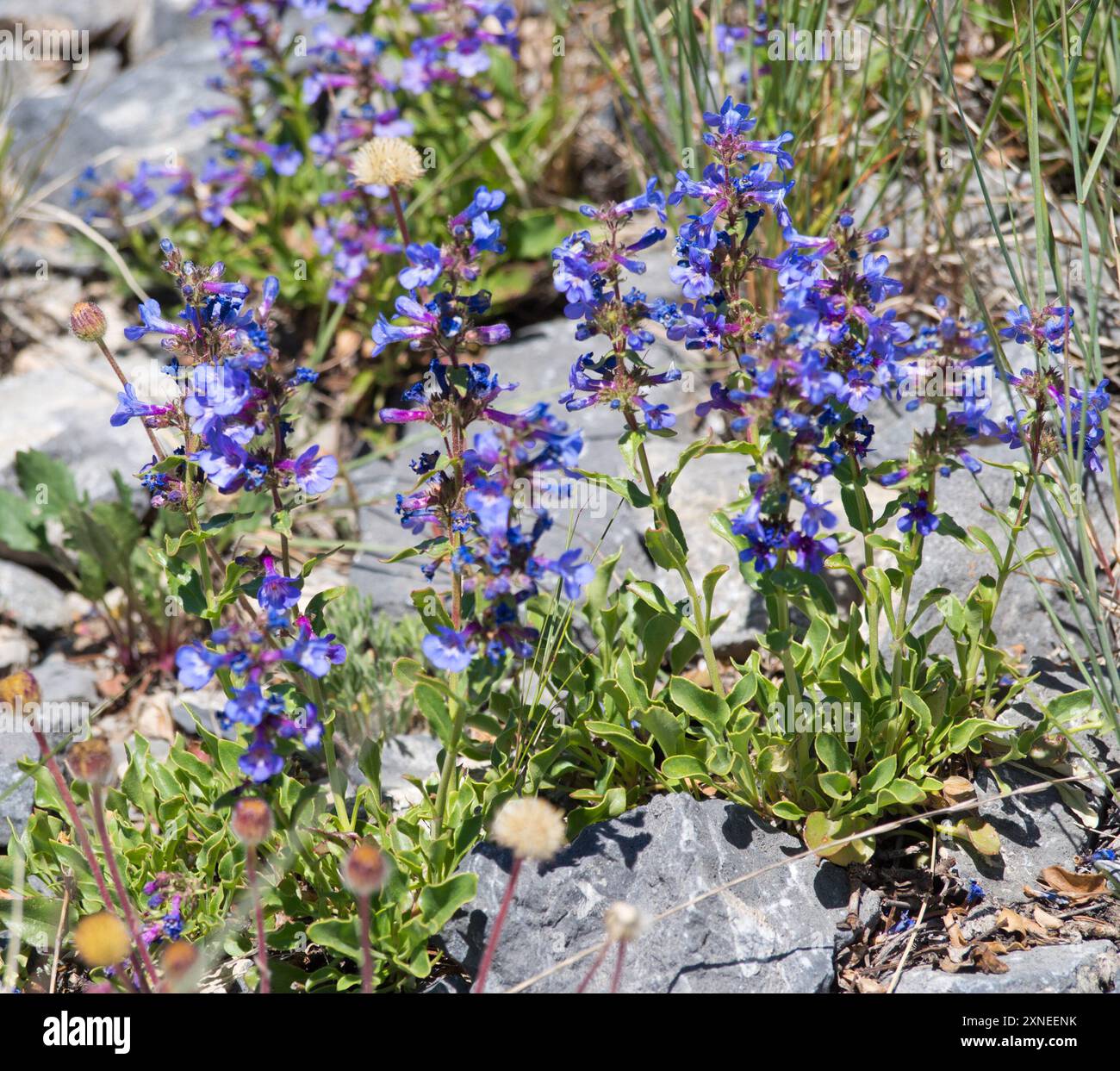 Low Beardtongue (Penstemon humilis) Plantae Stock Photo - Alamy