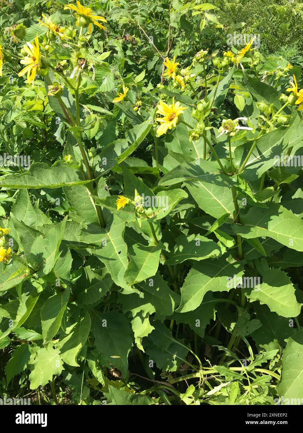 cup plant (Silphium perfoliatum) Plantae Stock Photo - Alamy