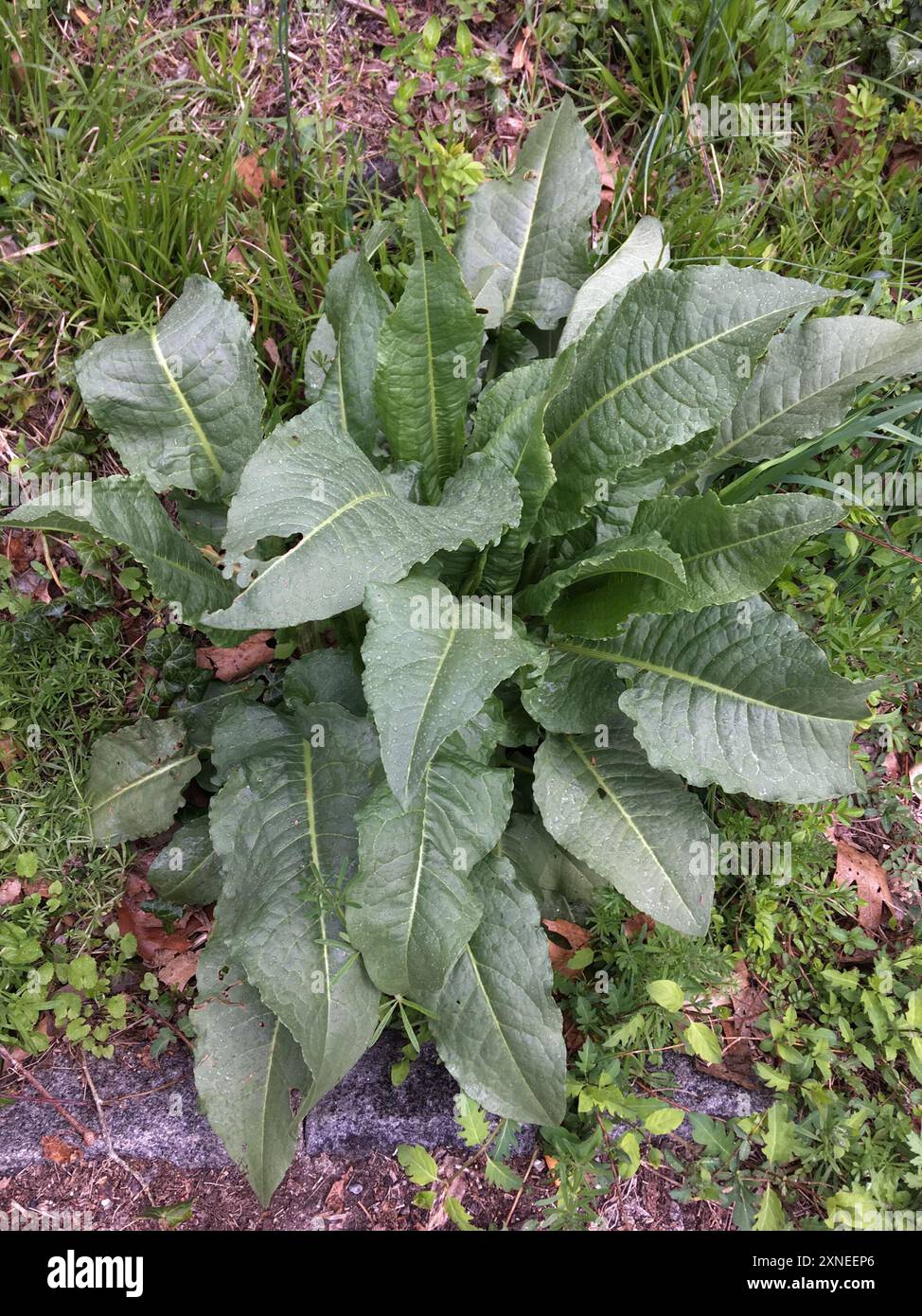 Patience Dock (Rumex patientia) Plantae Stock Photo - Alamy
