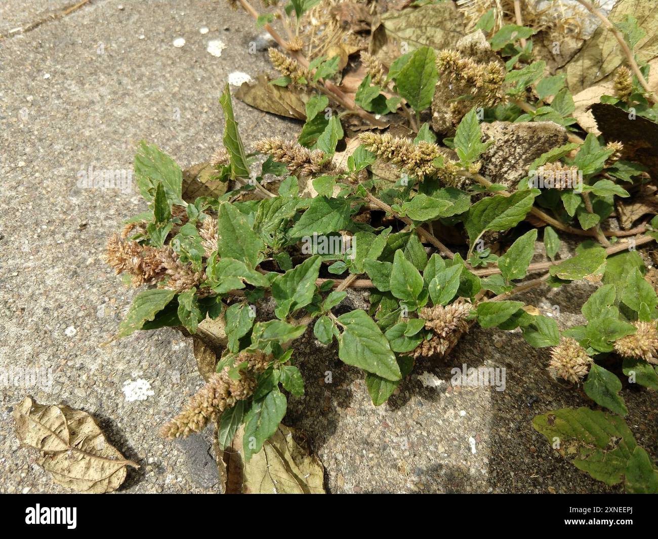 Prostrate Amaranth (Amaranthus deflexus) Plantae Stock Photo - Alamy