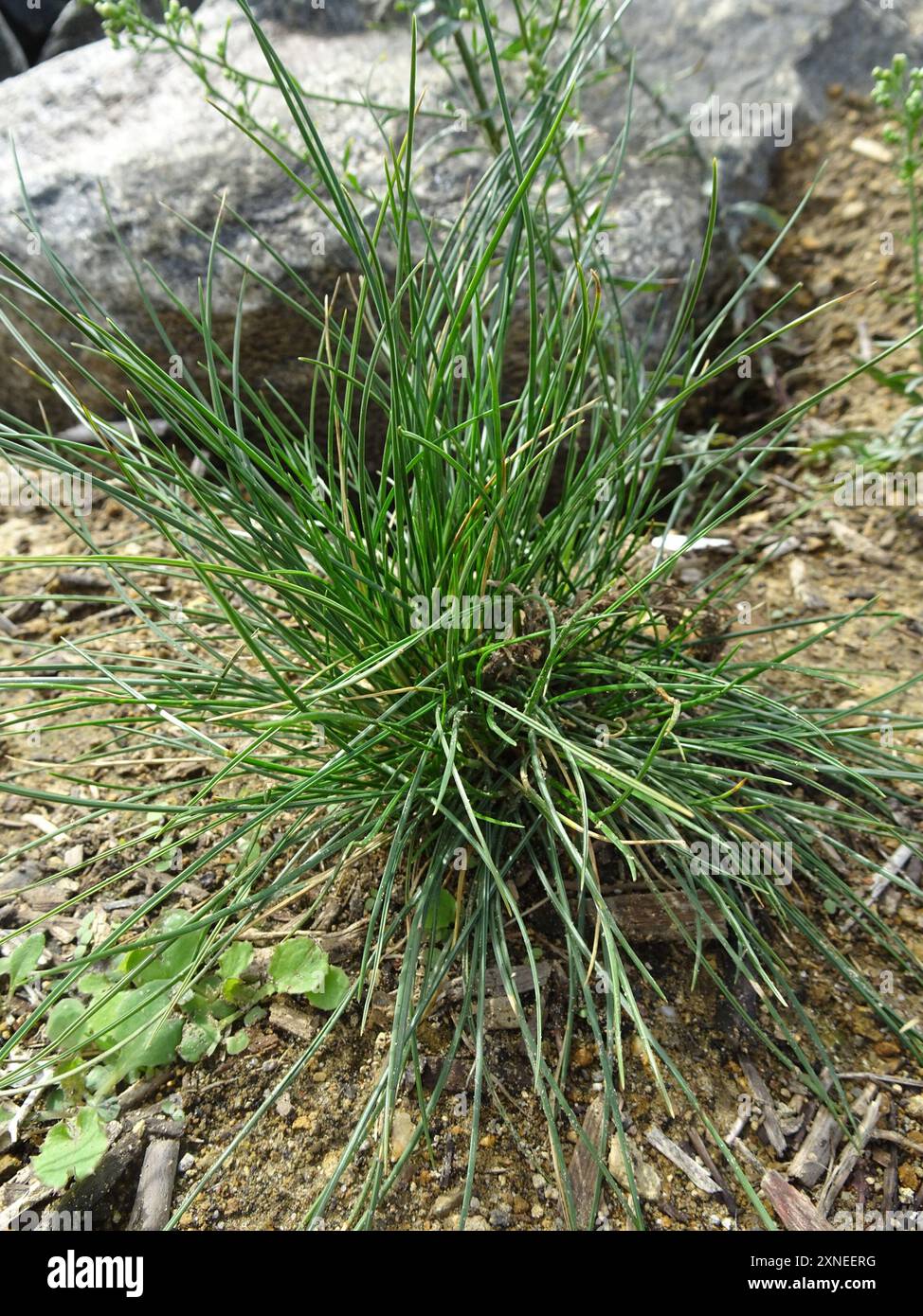 Festuca ovina hi-res stock photography and images - Alamy