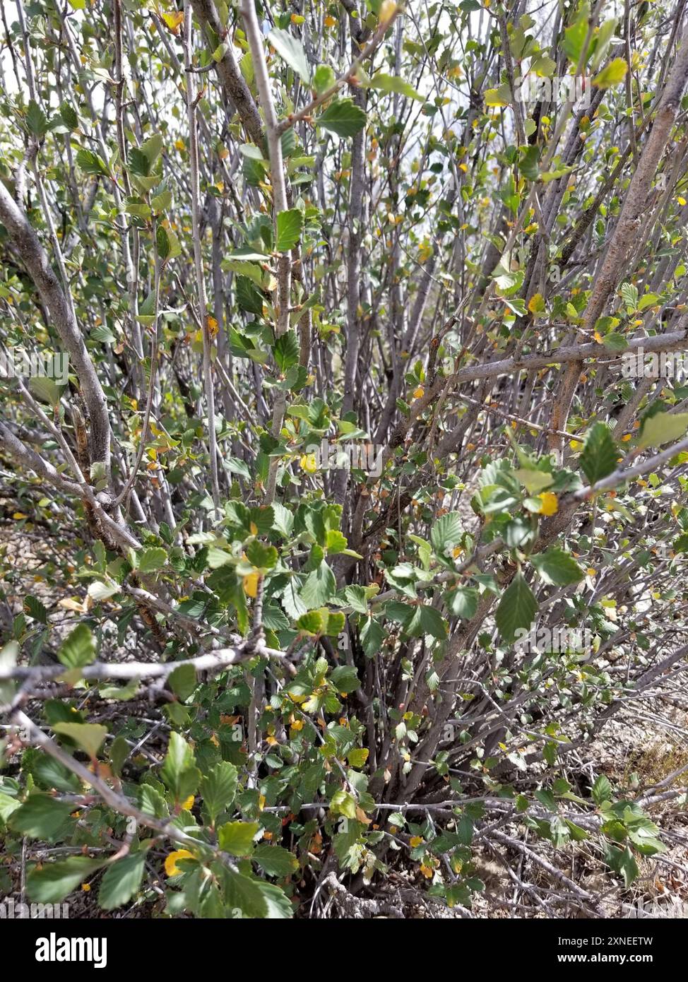 Alderleaf Mountain Mahogany (Cercocarpus montanus) Plantae Stock Photo ...