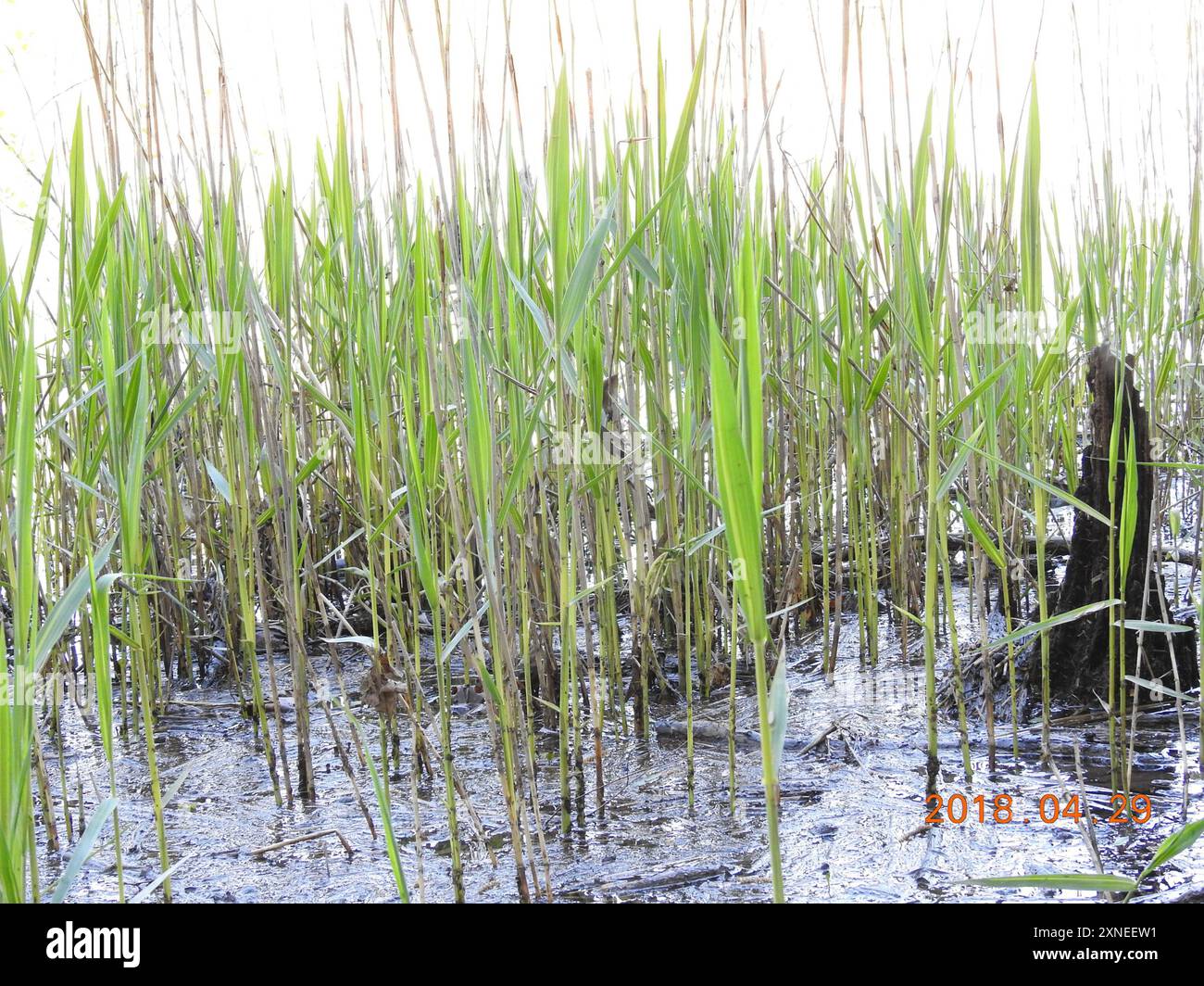 common reed (Phragmites australis) Plantae Stock Photo - Alamy