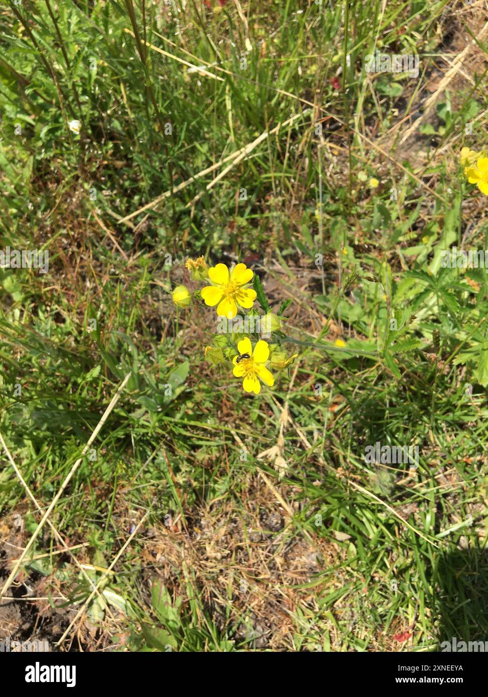 slender cinquefoil (Potentilla gracilis) Plantae Stock Photo - Alamy