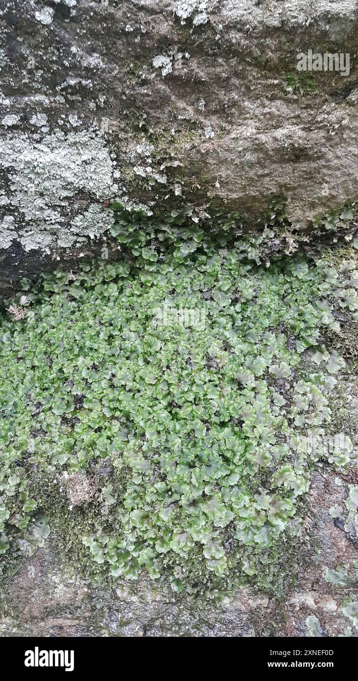 liverworts (Marchantiophyta) Plantae Stock Photo - Alamy