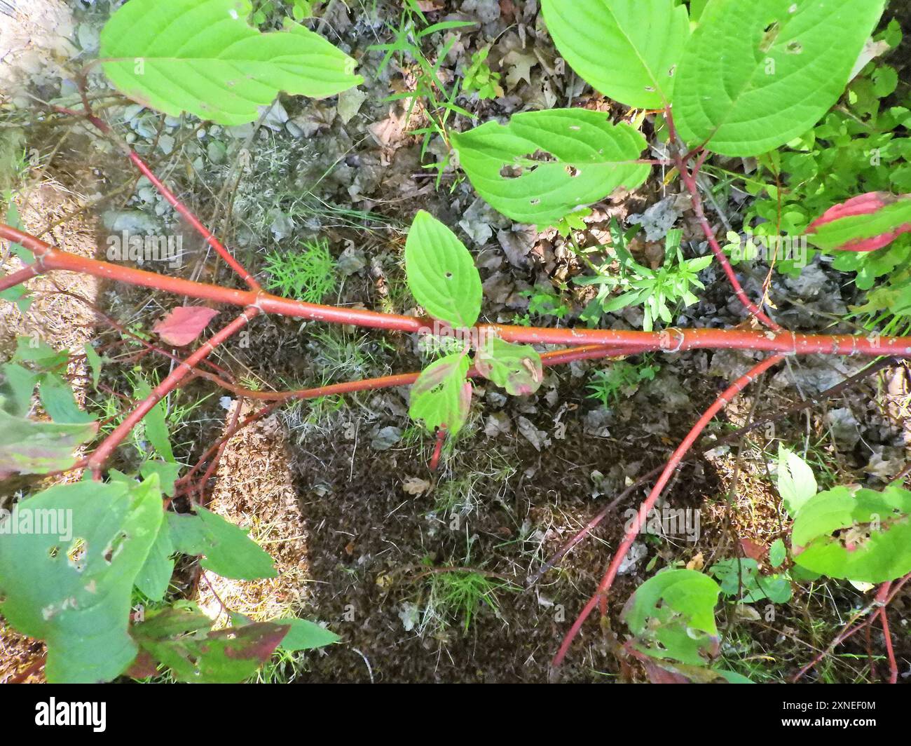 red osier dogwood (Cornus sericea) Plantae Stock Photo - Alamy