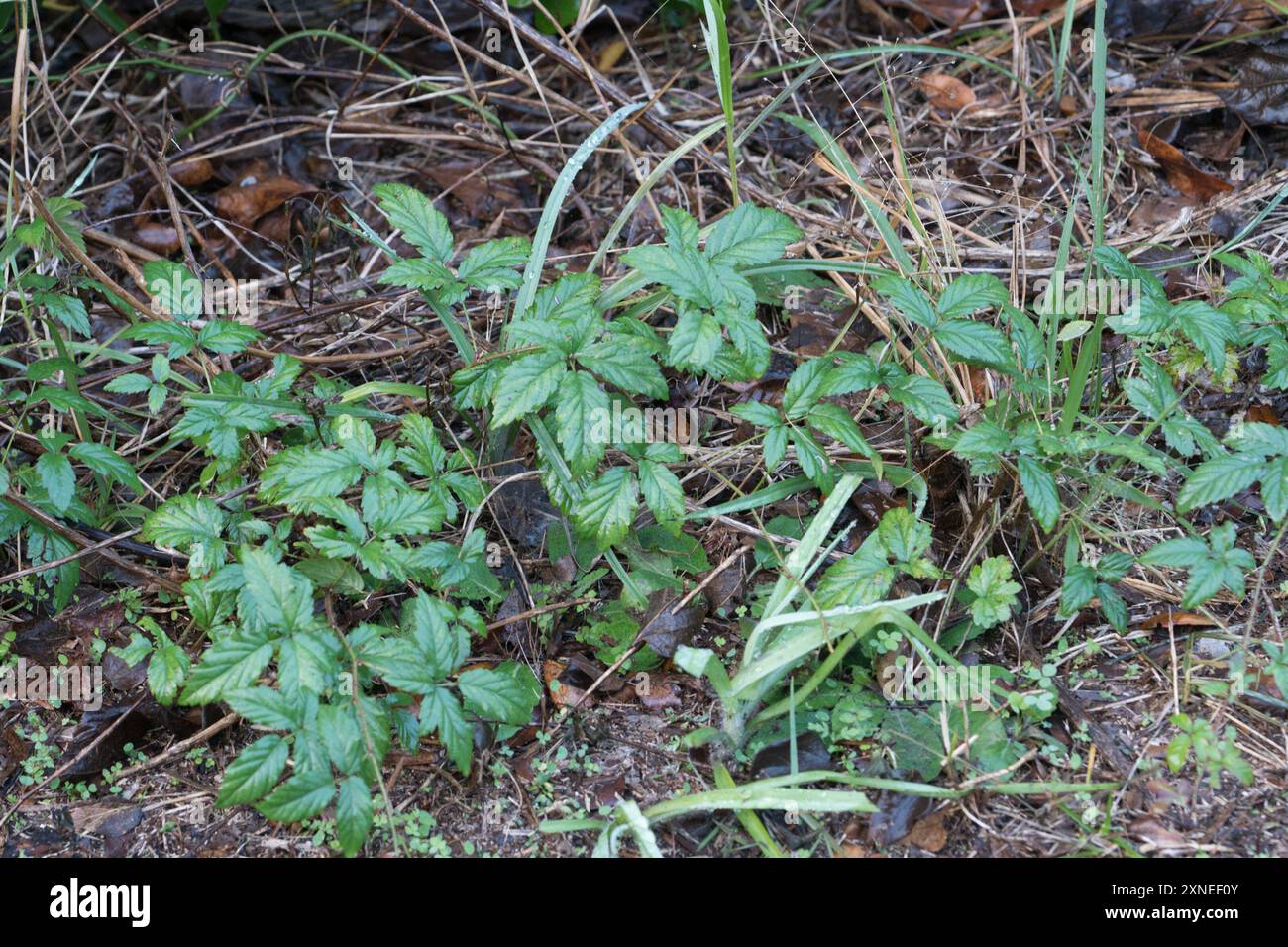 southern dewberry (Rubus trivialis) Plantae Stock Photo - Alamy