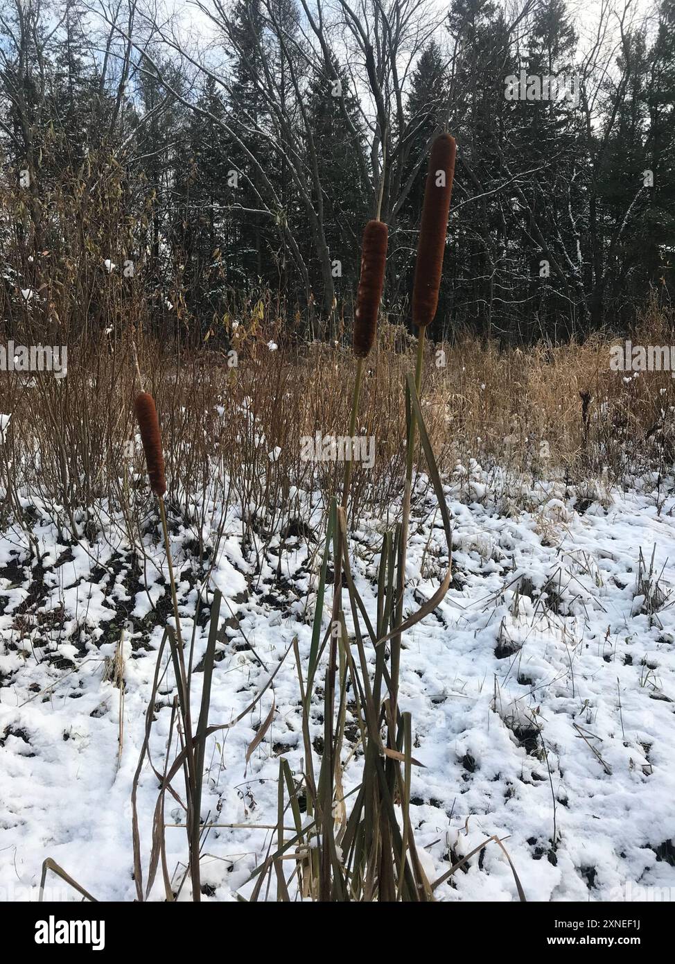 Cattails (Typha) Plantae Stock Photo - Alamy