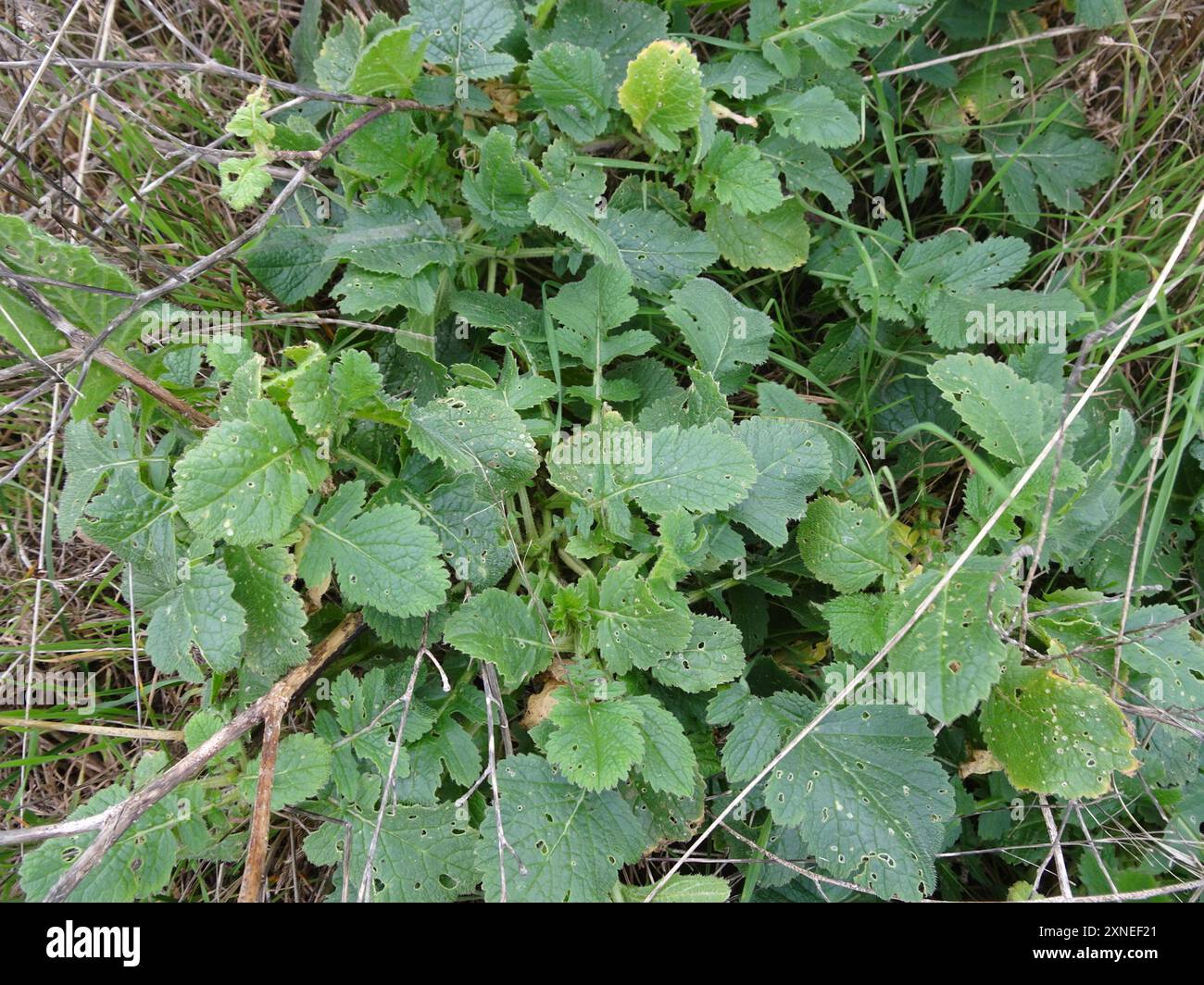Mediterranean Radish (Raphanus raphanistrum landra) Plantae Stock Photo ...