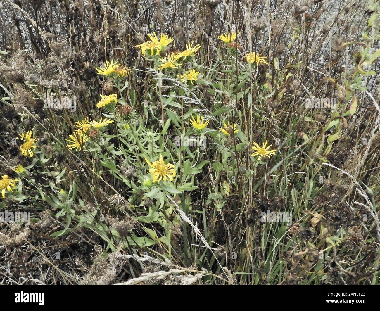 Oregon Gumplant (Grindelia stricta) Plantae Stock Photo - Alamy