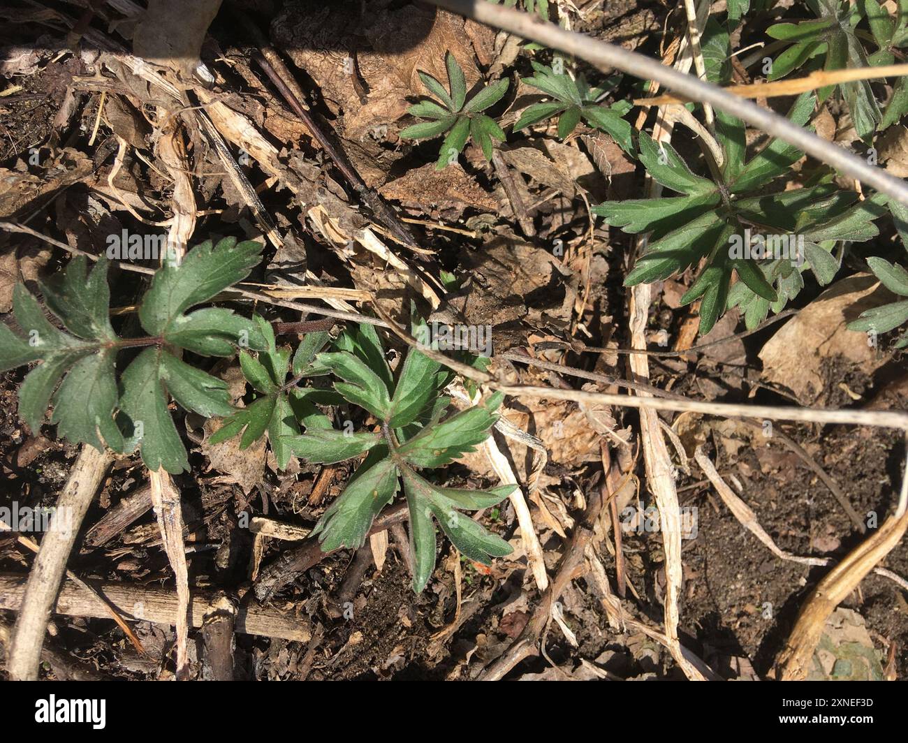 Virginia waterleaf (Hydrophyllum virginianum) Plantae Stock Photo - Alamy