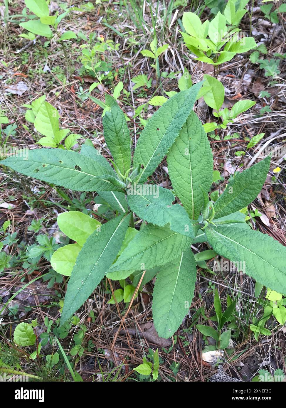 Broadleaf Ironweed (Vernonia glauca) Plantae Stock Photo - Alamy