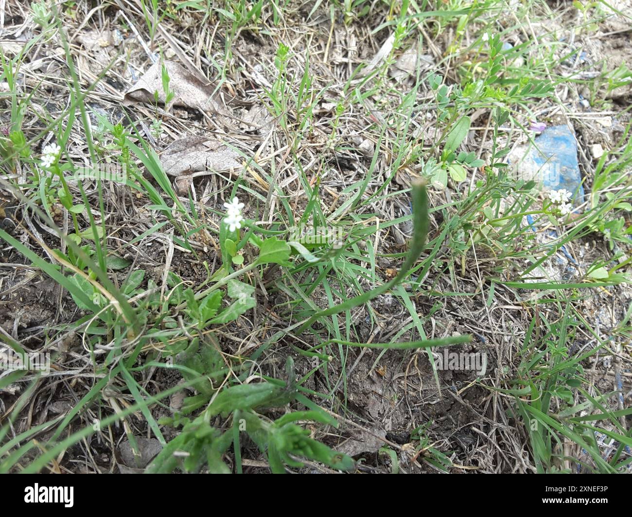 corn gromwell (Buglossoides arvensis) Plantae Stock Photo - Alamy