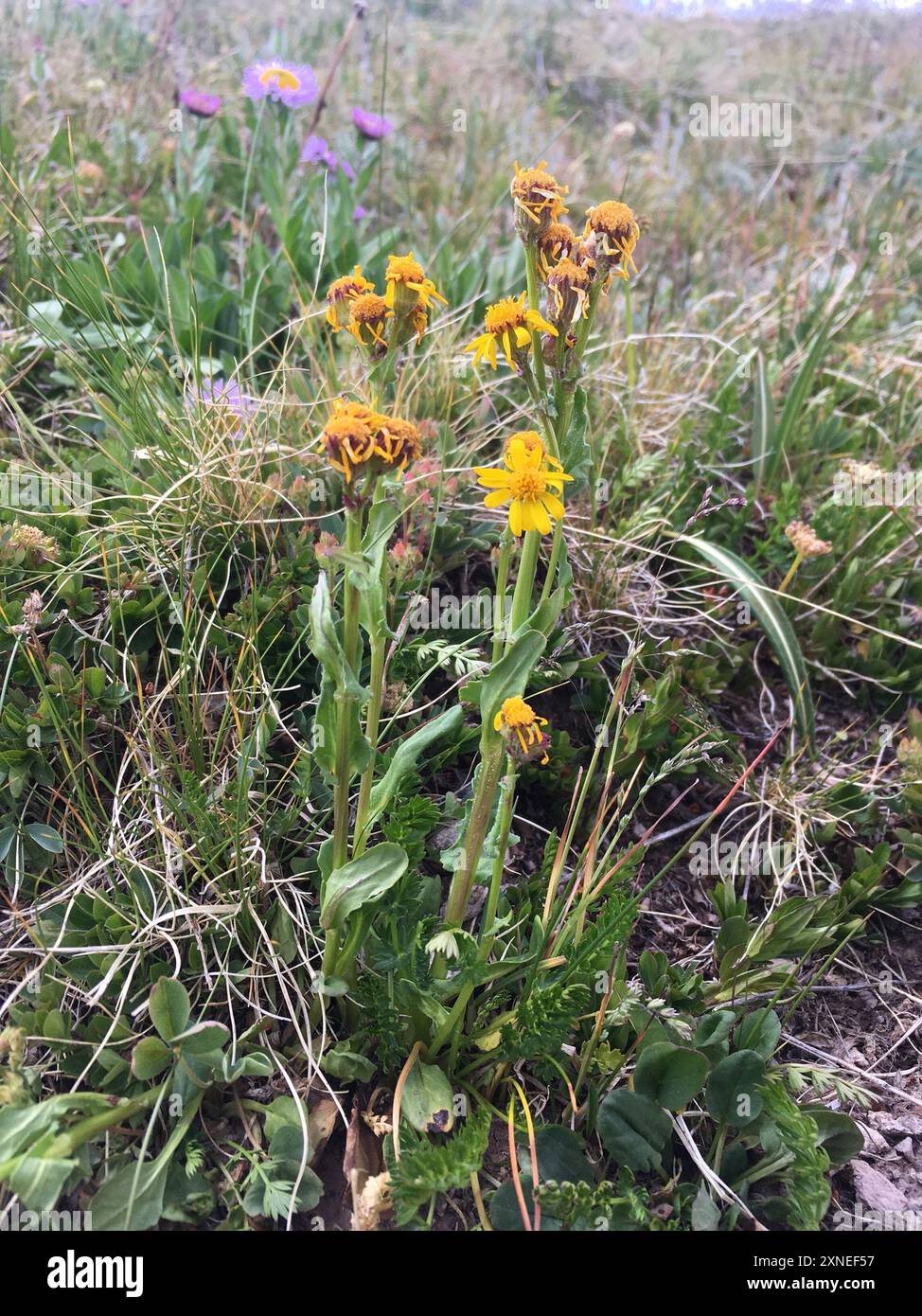 Splitleaf Groundsel (Packera dimorphophylla) Plantae Stock Photo - Alamy