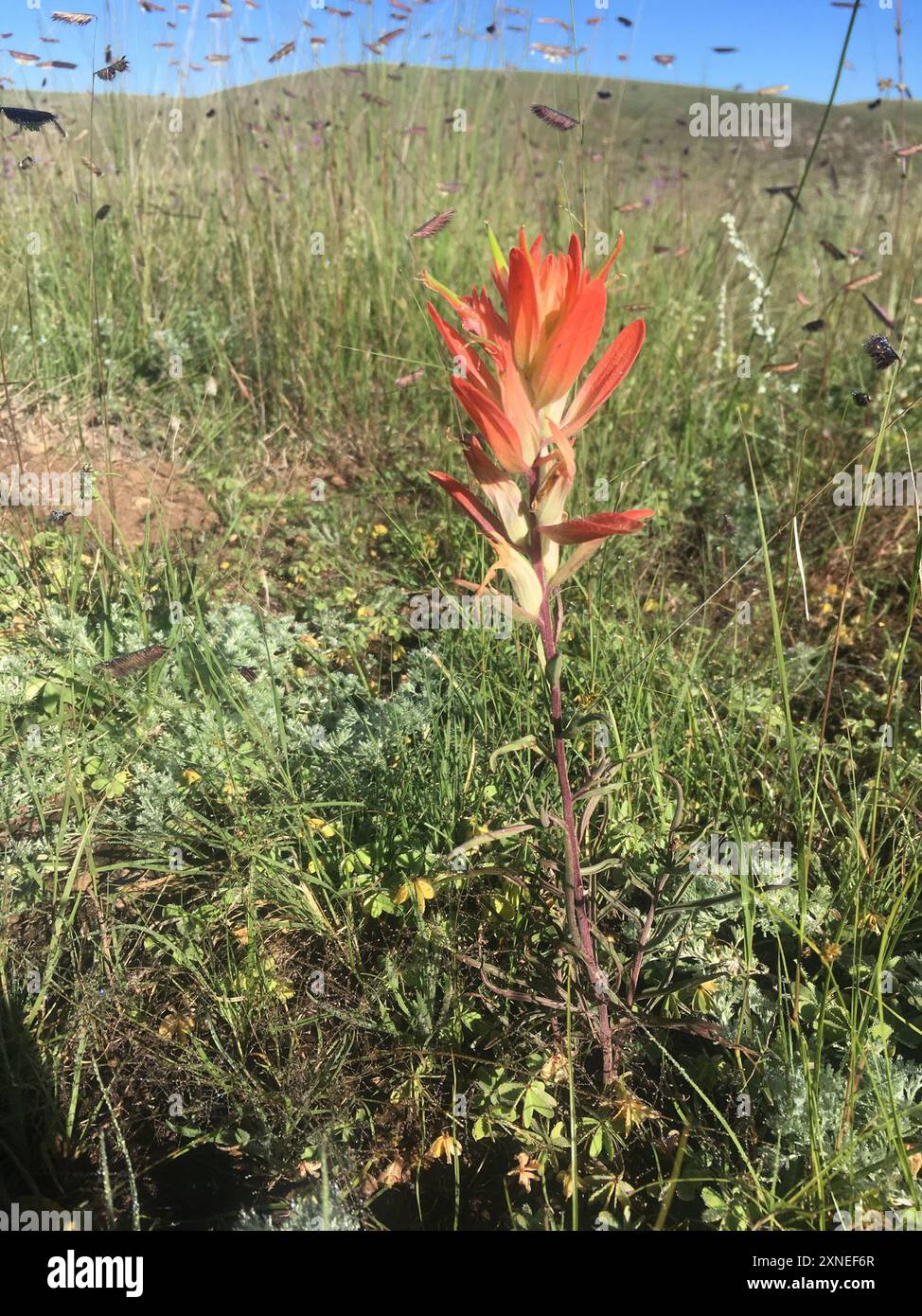 Wholeleaf Paintbrush (Castilleja integra) Plantae Stock Photo - Alamy