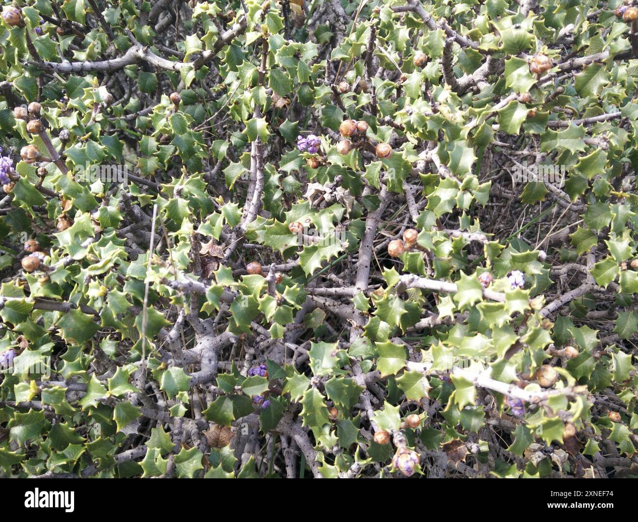 (Ceanothus jepsonii jepsonii) Plantae Stock Photo - Alamy