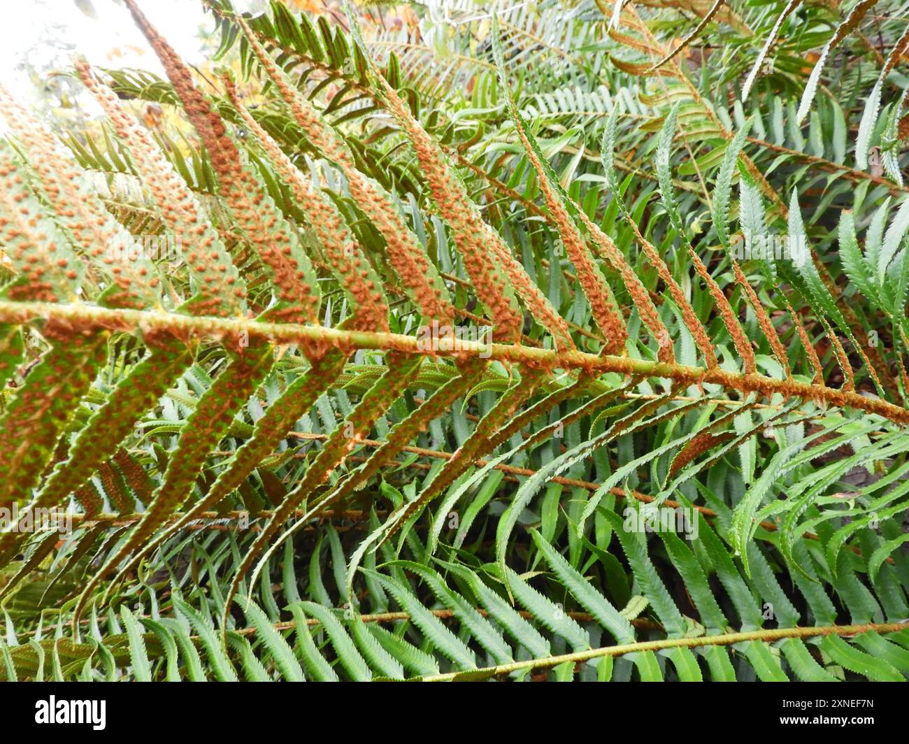 western sword fern (Polystichum munitum) Plantae Stock Photo - Alamy