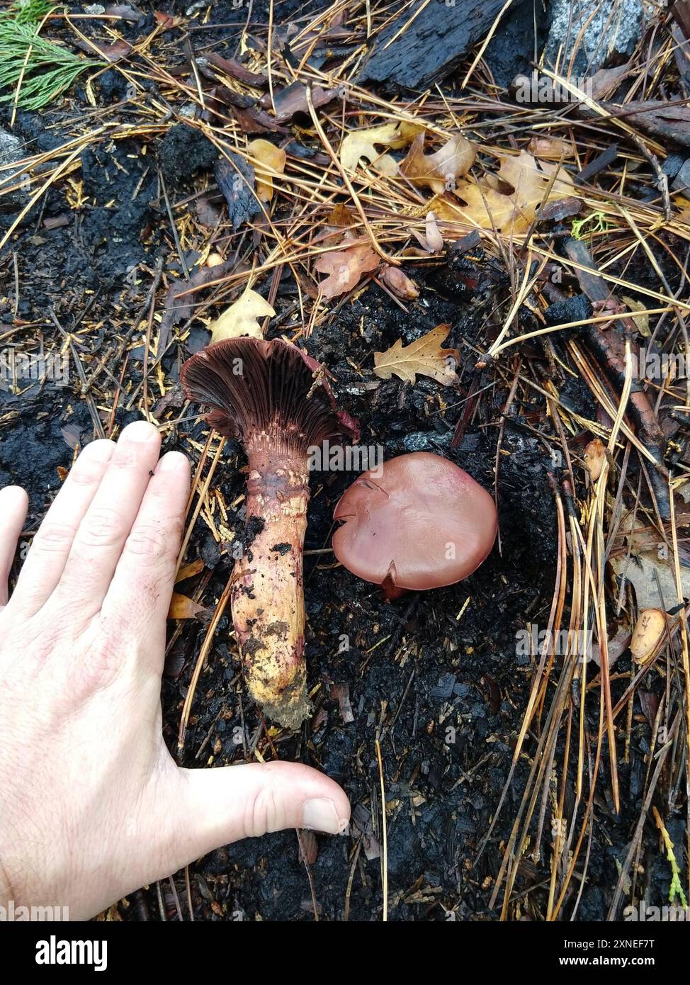 Pine Spikes (Chroogomphus vinicolor) Fungi Stock Photo - Alamy