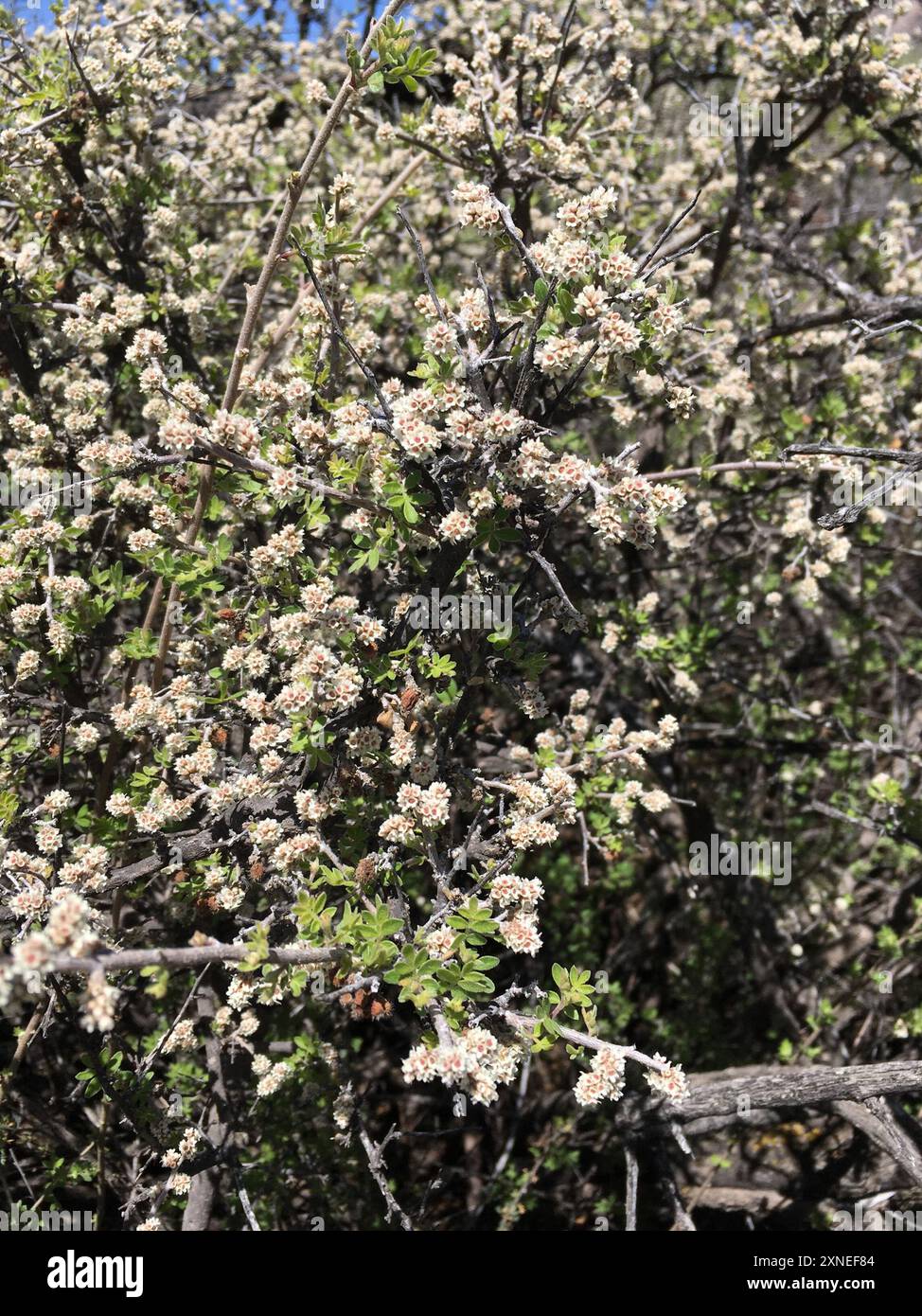 little leaf sumac (Rhus microphylla) Plantae Stock Photo - Alamy