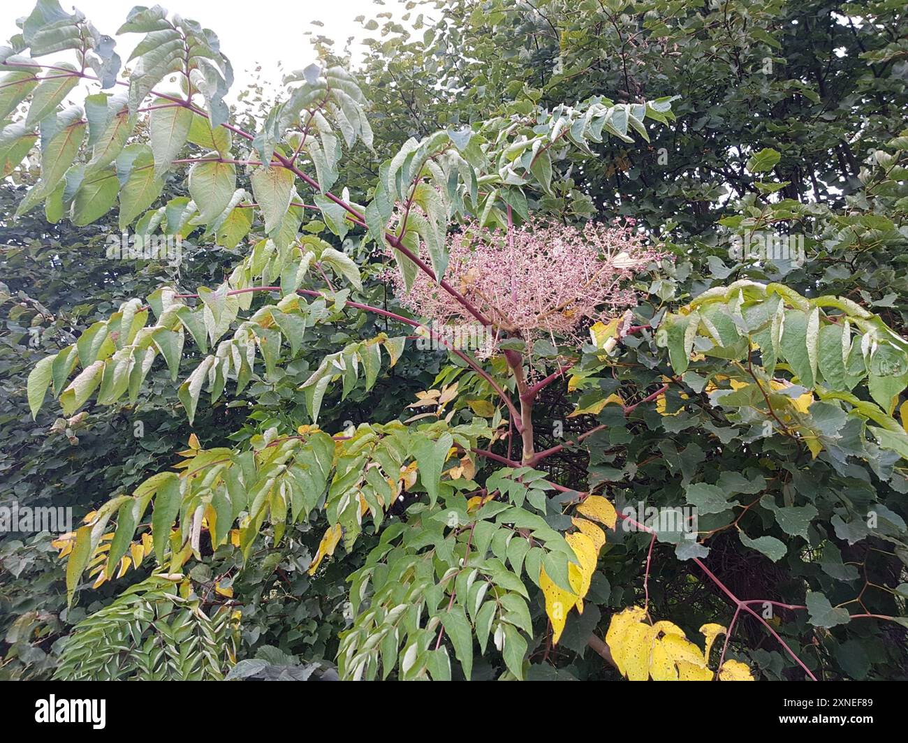 Japanese angelica tree (Aralia elata) Plantae Stock Photo - Alamy