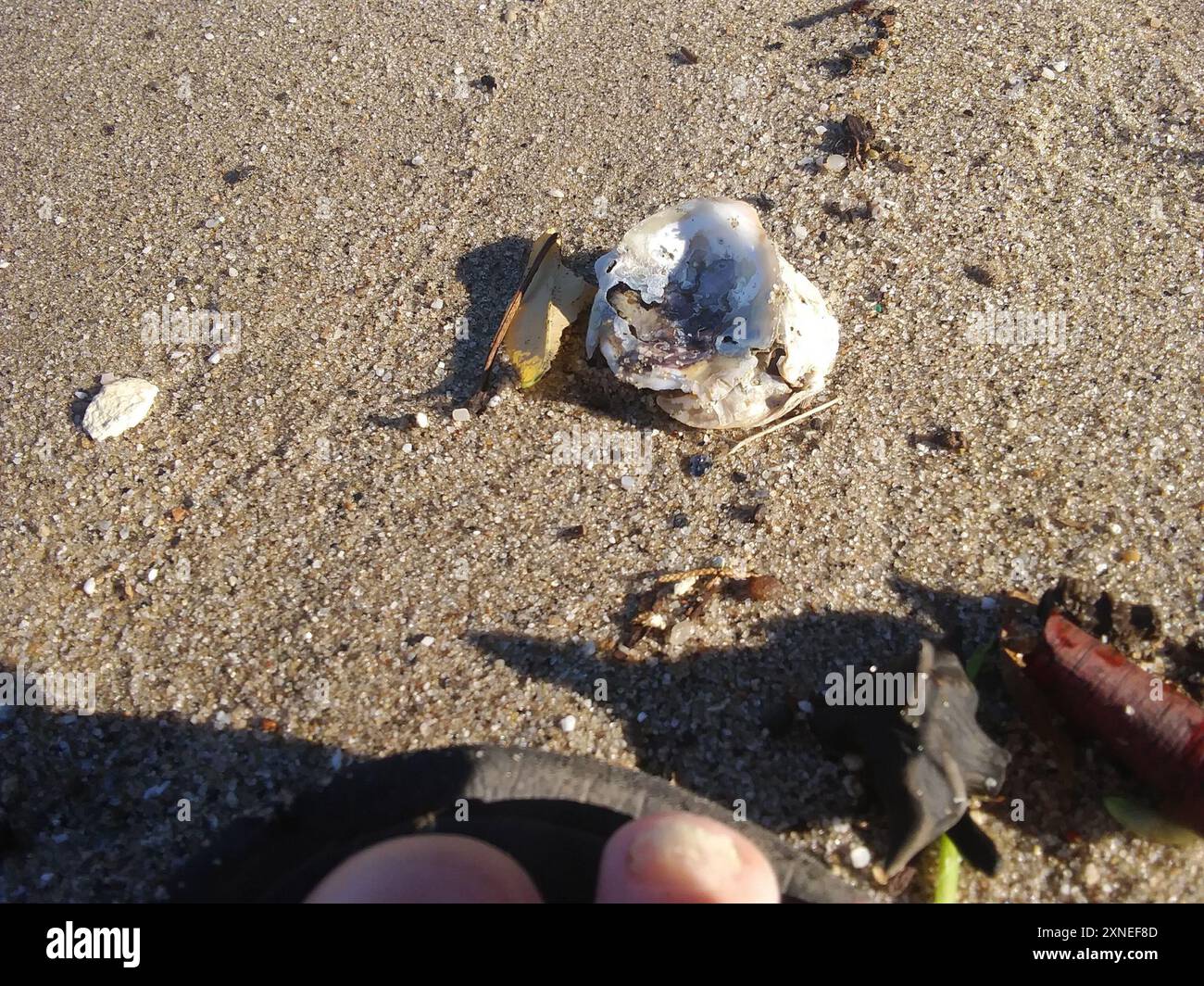 Eastern Oyster (Crassostrea virginica) Mollusca Stock Photo - Alamy