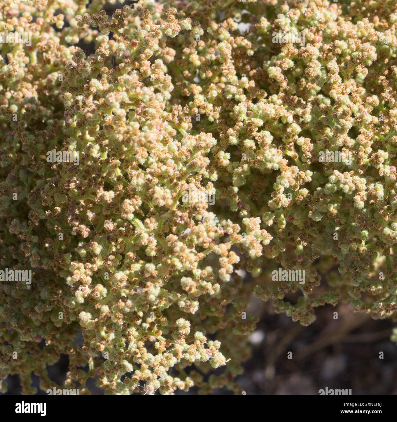 Jerusalem oak (Dysphania botrys) Plantae Stock Photo - Alamy