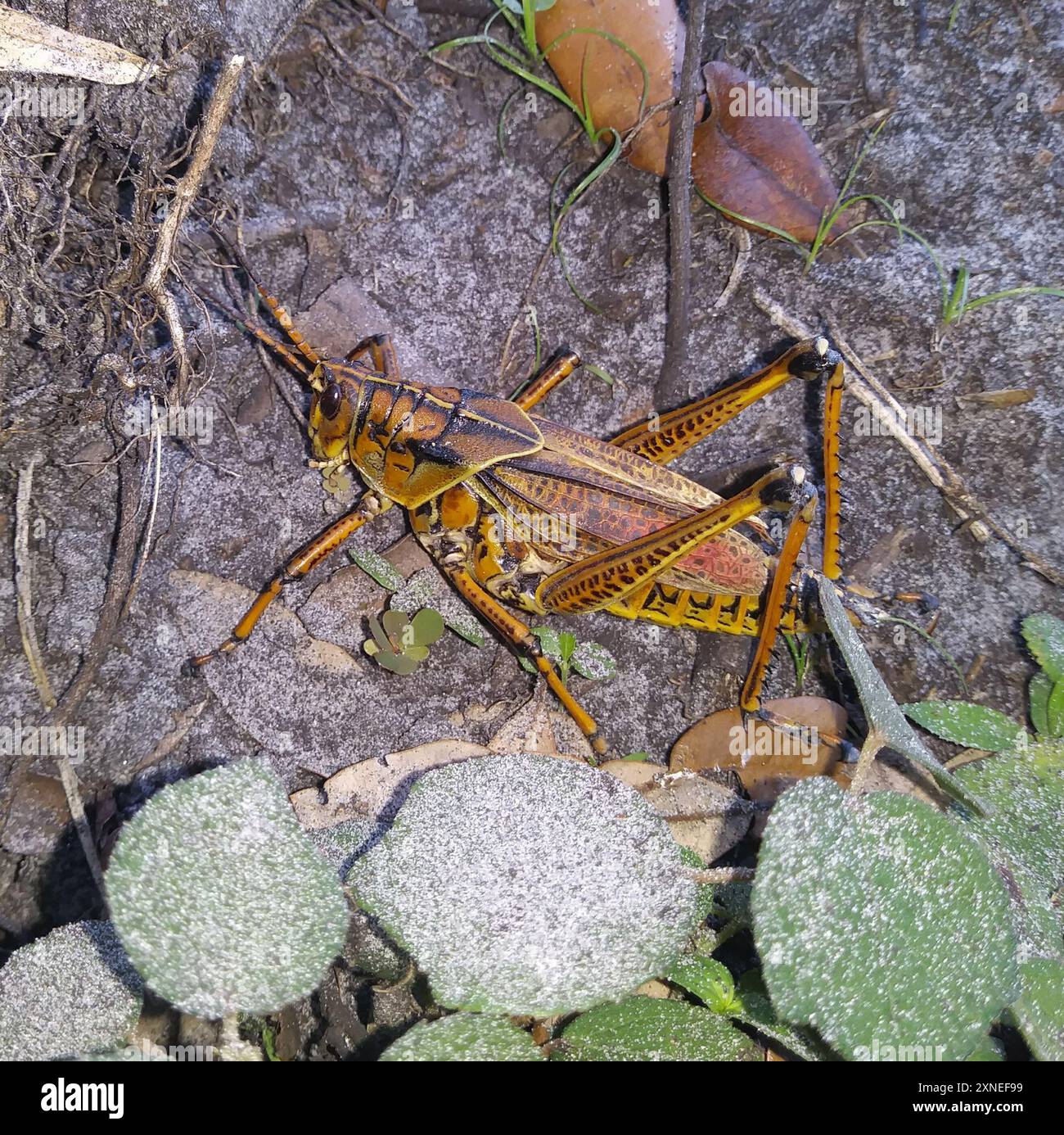 Eastern Lubber Grasshopper (Romalea microptera) Insecta Stock Photo - Alamy