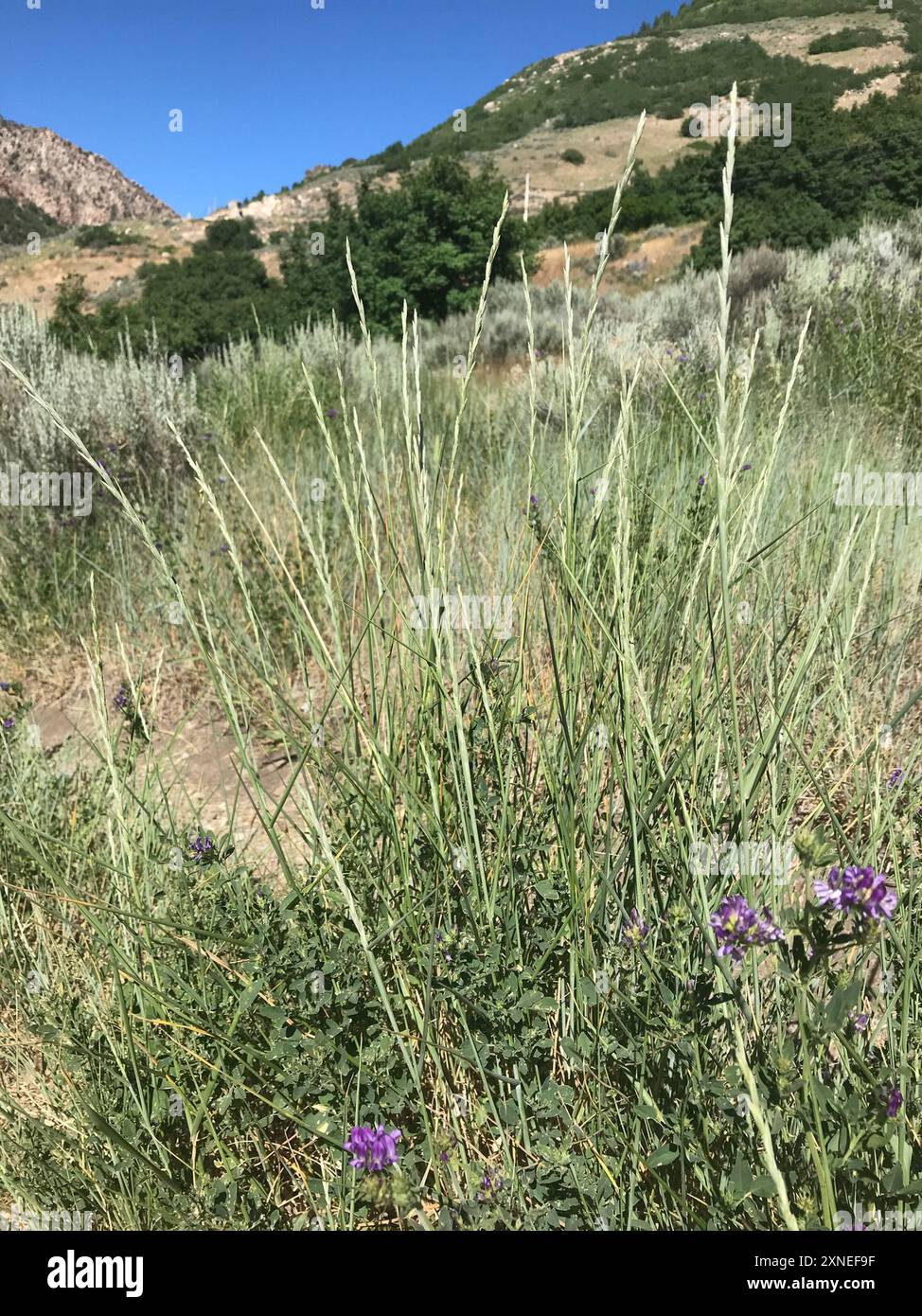 Intermediate Wheatgrass (Thinopyrum intermedium) Plantae Stock Photo ...