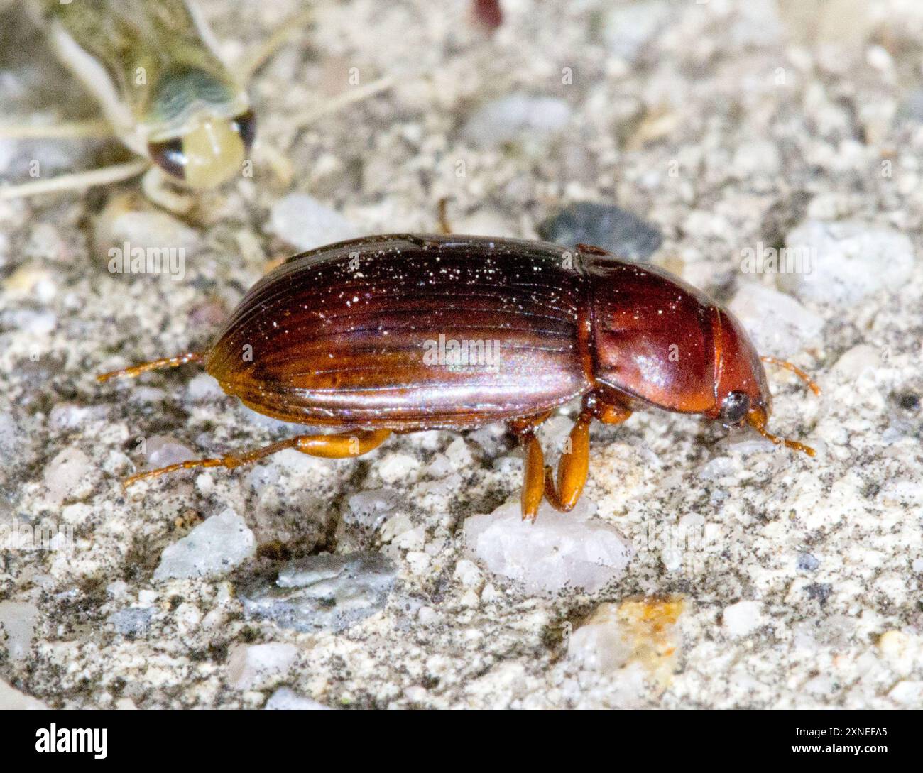 Sun Beetles (Amara) Insecta Stock Photo - Alamy