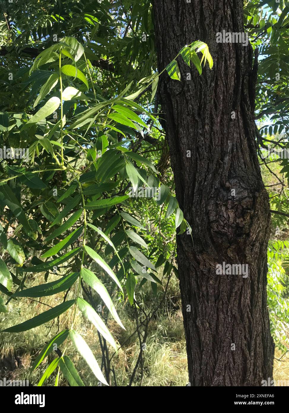 northern California black walnut (Juglans hindsii) Plantae Stock Photo ...