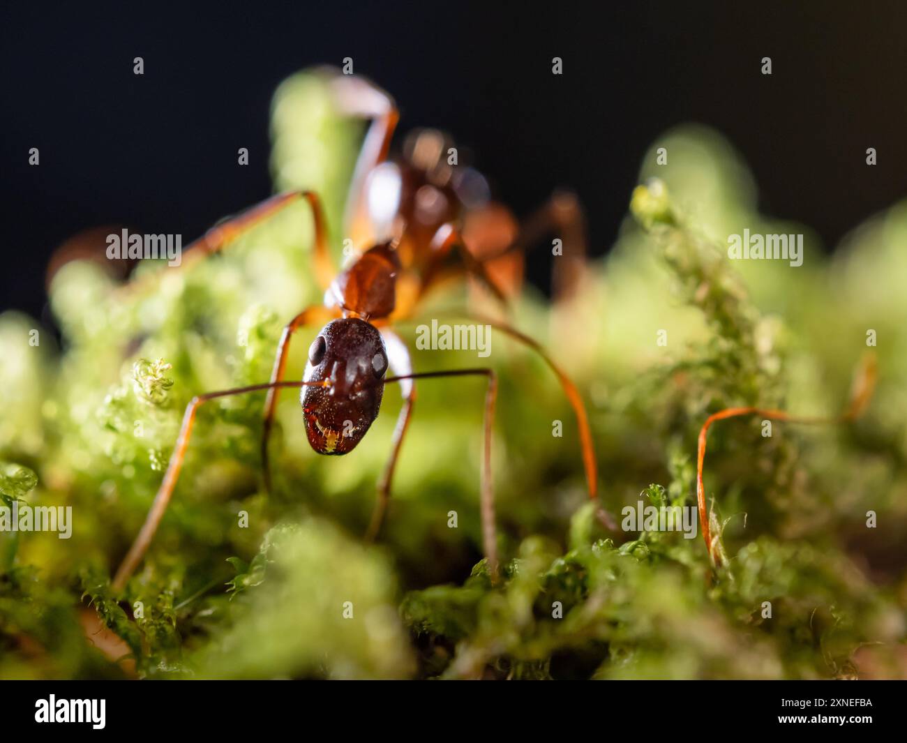 Macro photo of ant on green moss. Close up portrait of insect on dark ...