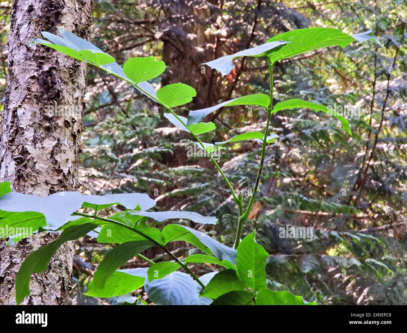 Persian walnut (Juglans regia) Plantae Stock Photo - Alamy
