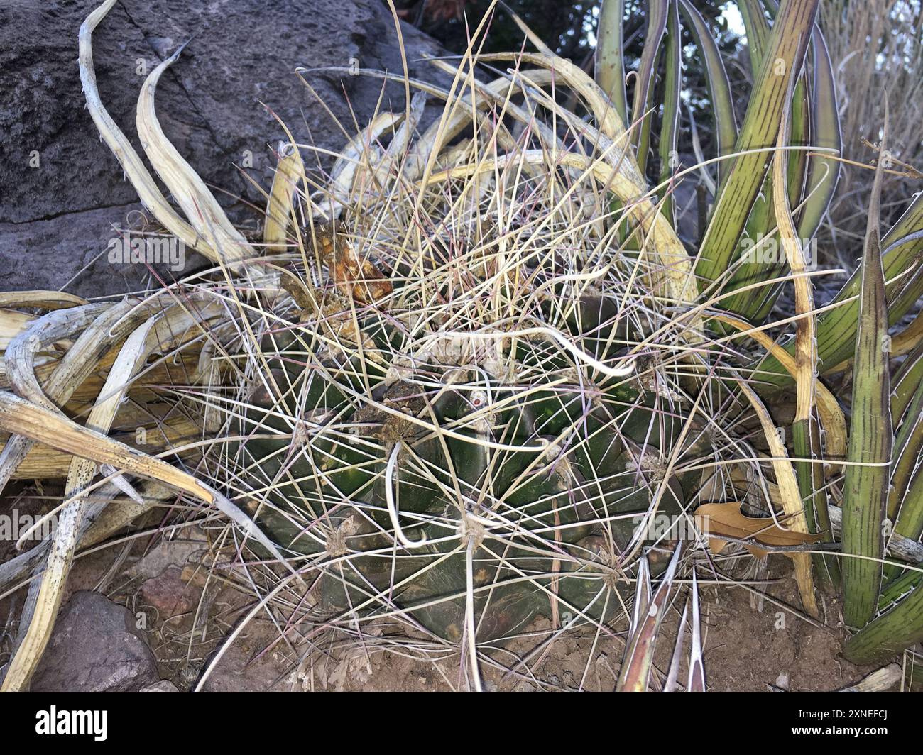 (Hamatocactus hamatacanthus hamatacanthus) Plantae Stock Photo - Alamy
