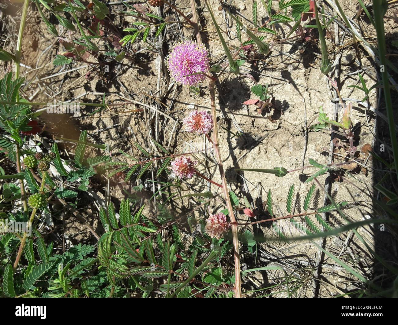Roemer's sensitive briar (Mimosa quadrivalvis platycarpa) Plantae Stock ...