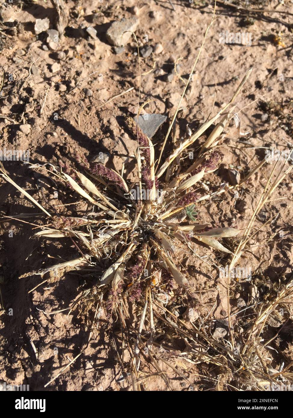 African bur-grass (Tragus berteronianus) Plantae Stock Photo - Alamy