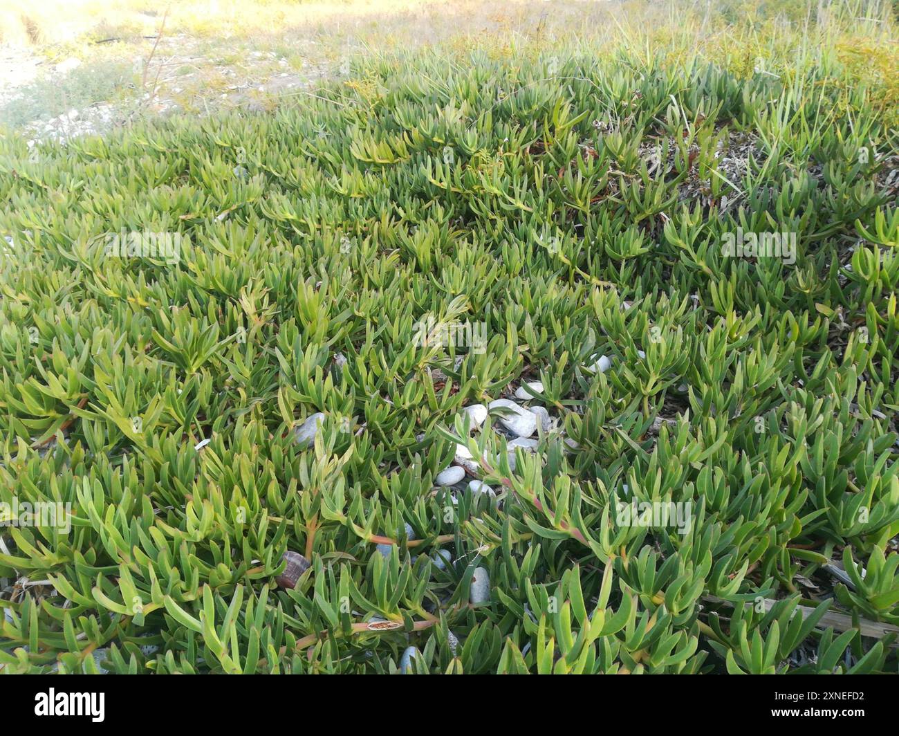 Sally-my-handsome (Carpobrotus acinaciformis) Plantae Stock Photo - Alamy