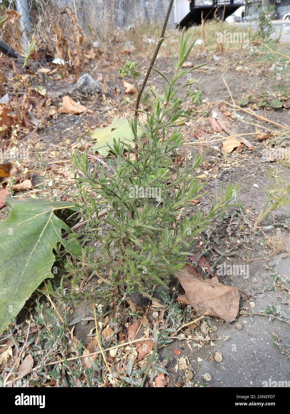 Stinkwort (Dittrichia graveolens) Plantae Stock Photo - Alamy