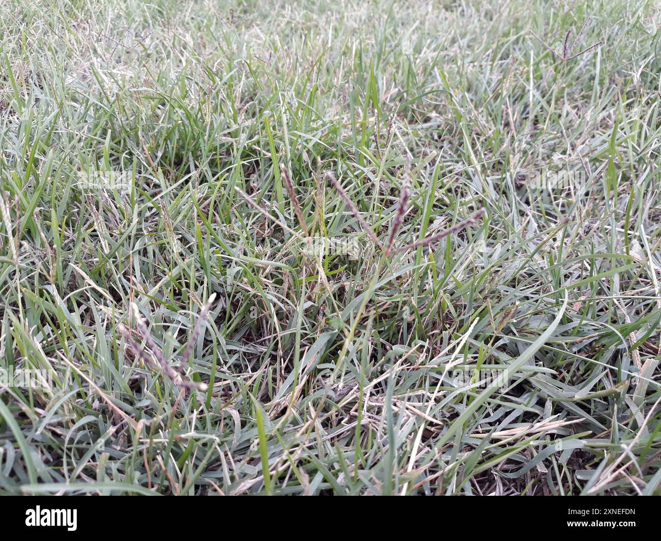 Bermuda grass (Cynodon dactylon) Plantae Stock Photo - Alamy