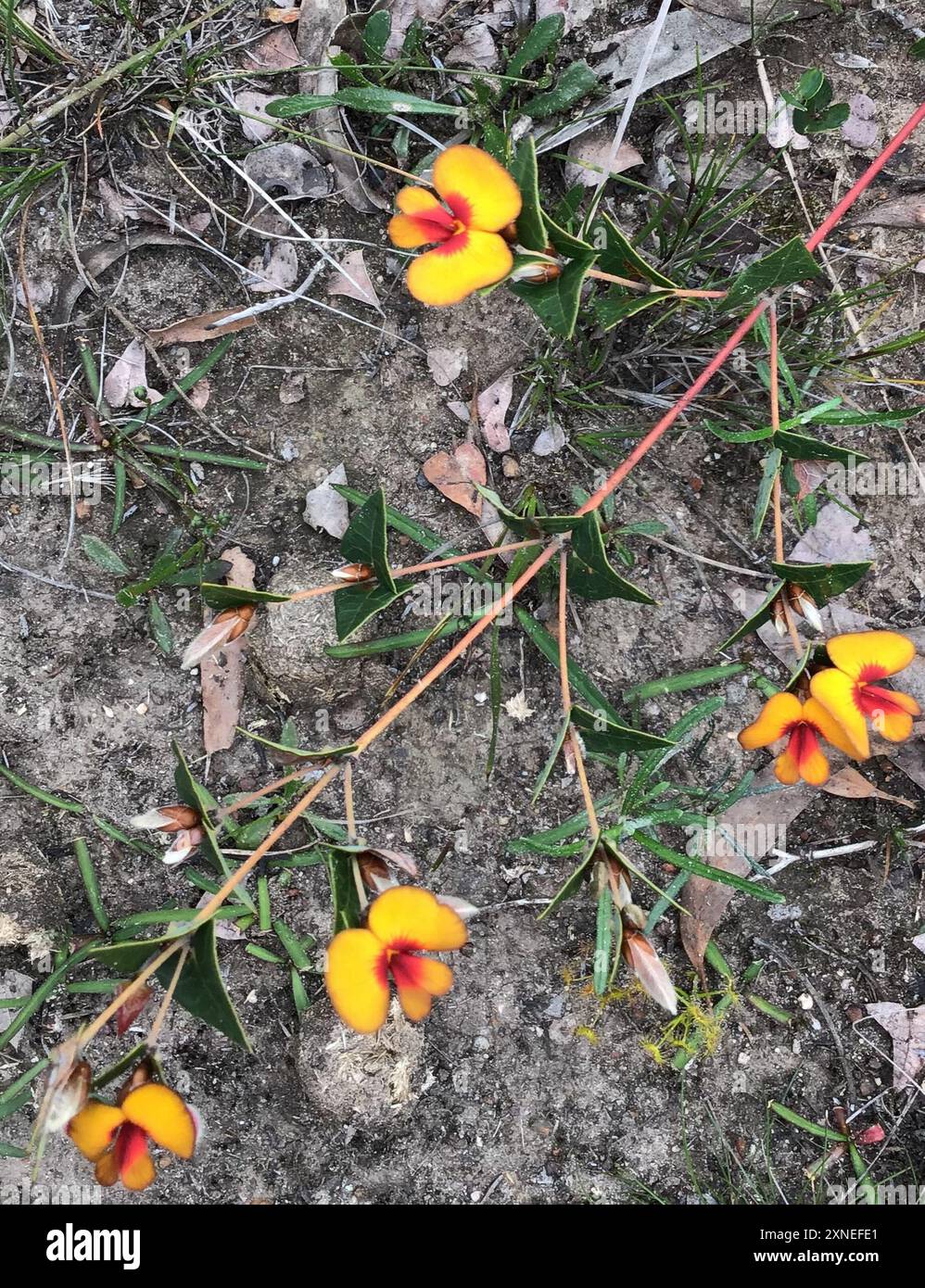 Common Flat-pea (Platylobium obtusangulum) Plantae Stock Photo - Alamy