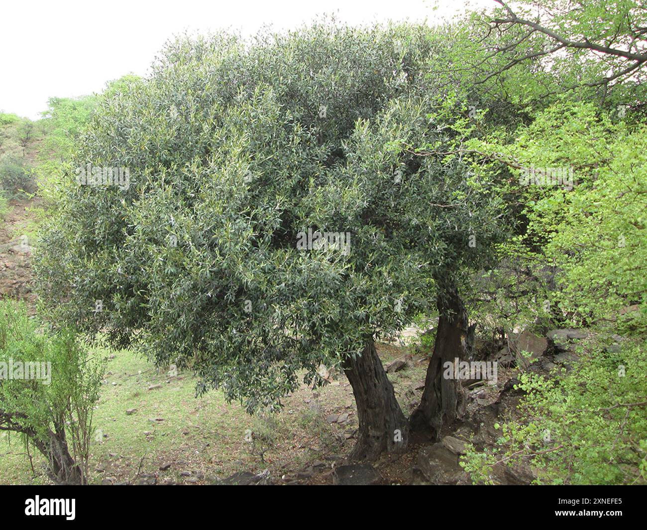 African olive olea europaea hi-res stock photography and images - Alamy