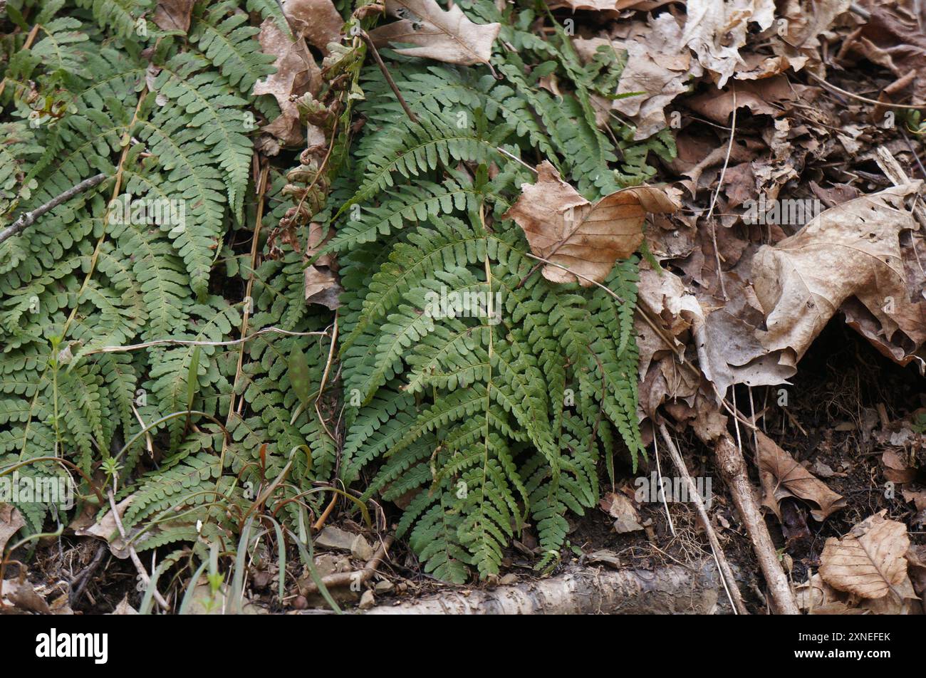 marginal wood fern (Dryopteris marginalis) Plantae Stock Photo - Alamy