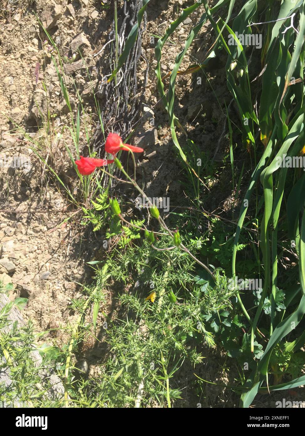 Red larkspur (Delphinium nudicaule) Plantae Stock Photo - Alamy