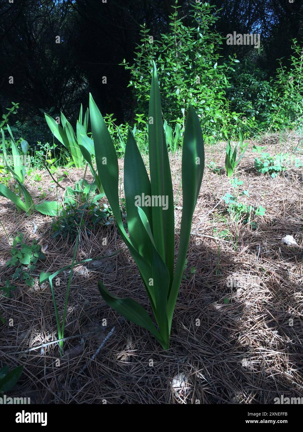 monocots (Liliopsida) Plantae Stock Photo - Alamy