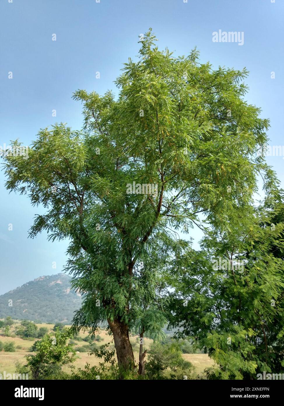 Ceylon satinwood (Chloroxylon swietenia) Plantae Stock Photo - Alamy