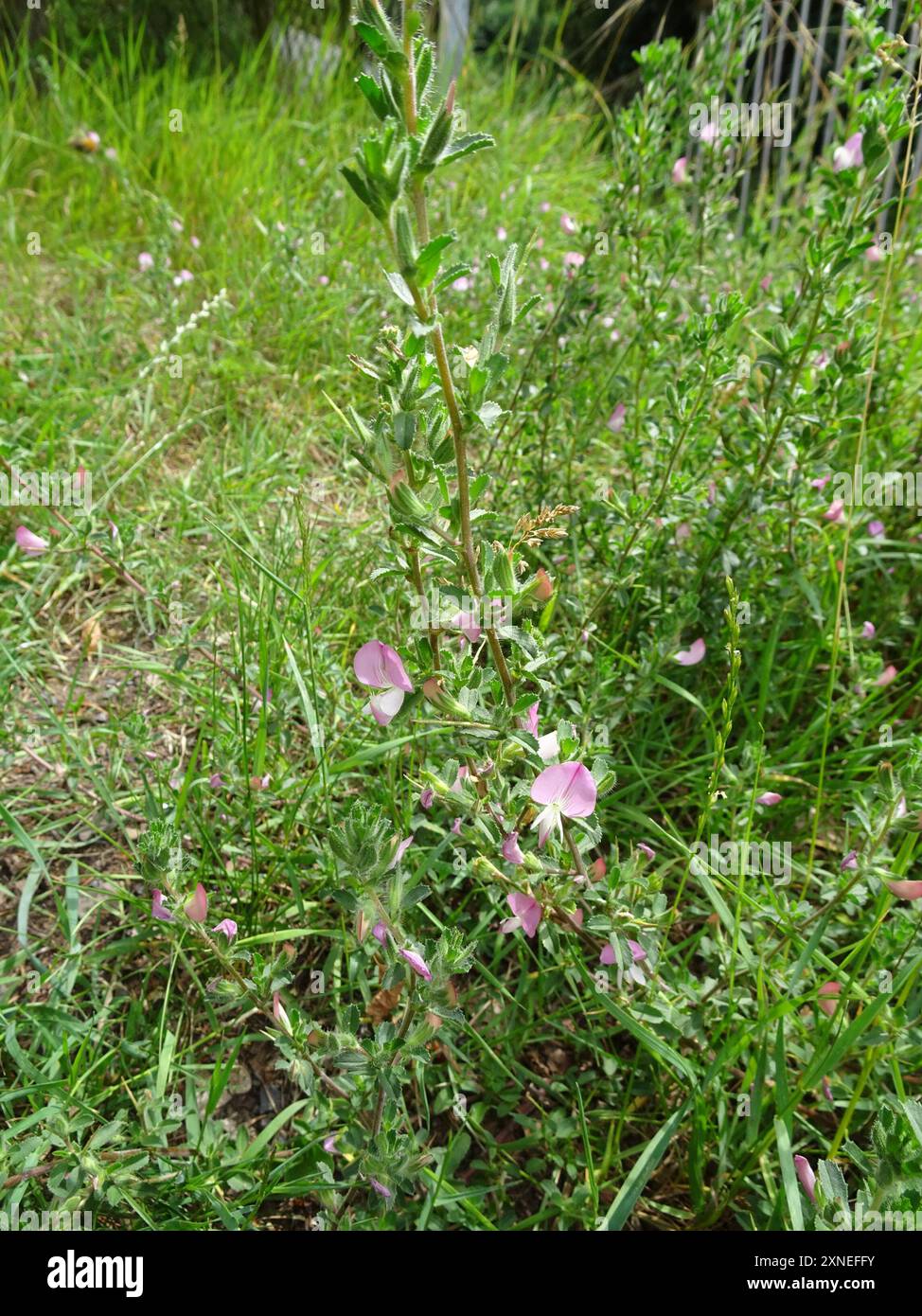 Spiny restharrow (Ononis spinosa) Plantae Stock Photo - Alamy