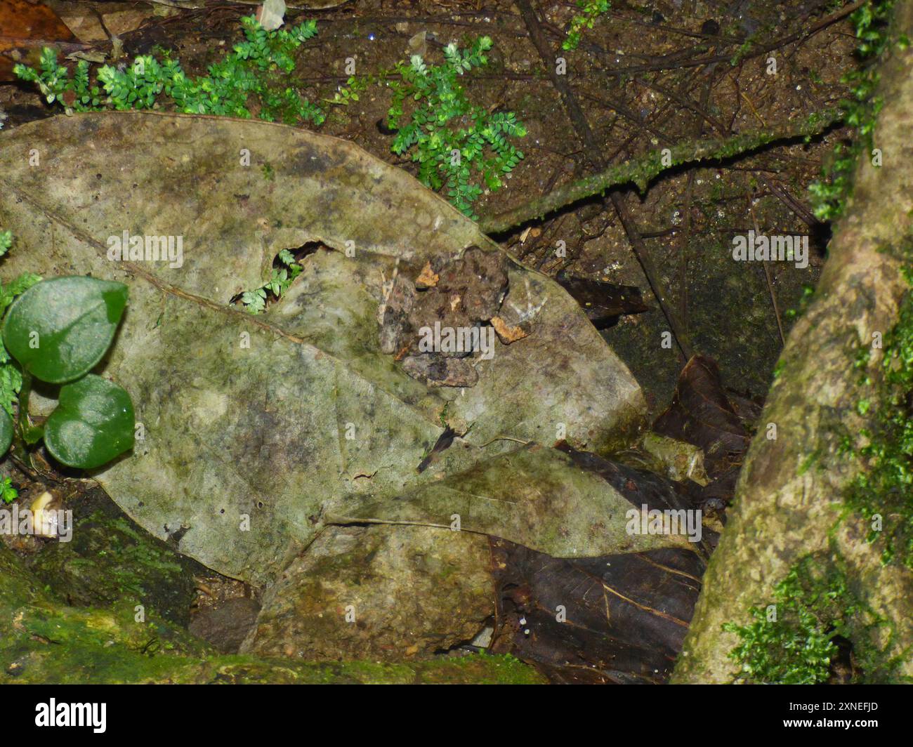 Túngara Frog (Engystomops pustulosus) Amphibia Stock Photo - Alamy