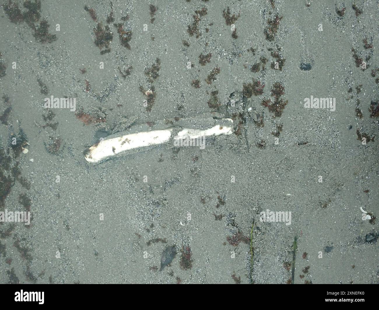 Atlantic Jackknife (Ensis leei) Mollusca Stock Photo - Alamy