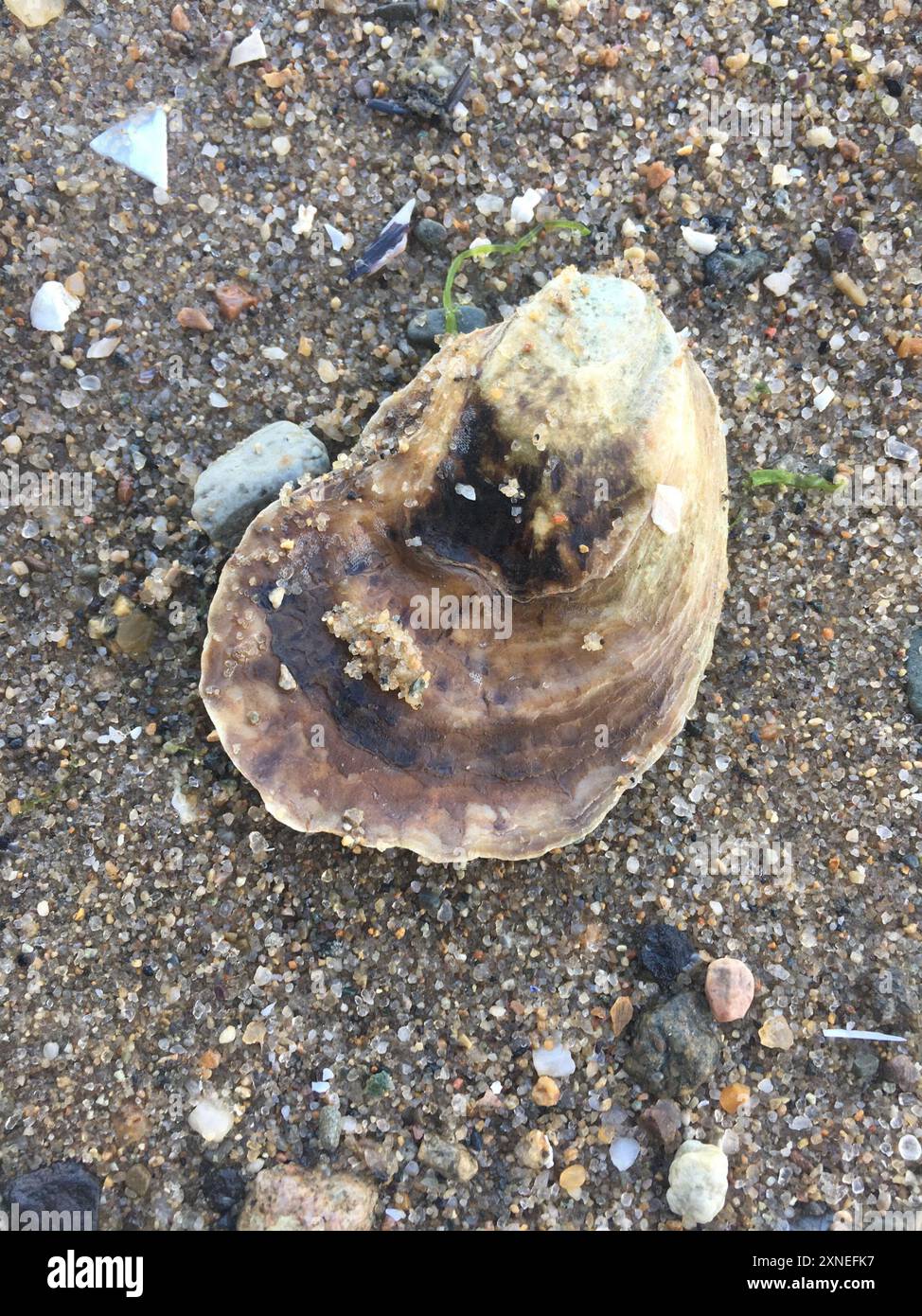 Eastern Oyster (Crassostrea virginica) Mollusca Stock Photo - Alamy
