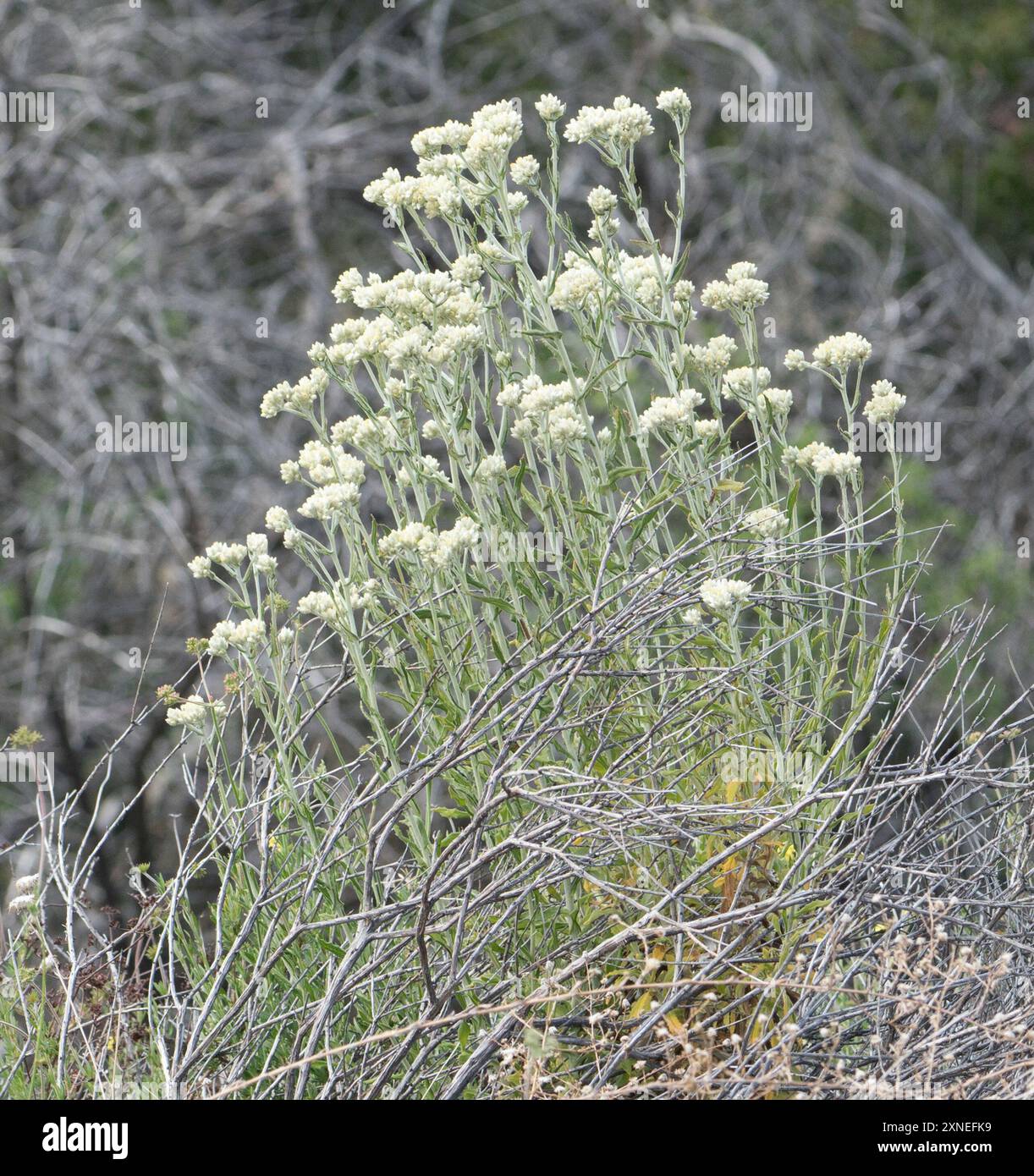two-color rabbit tobacco (Pseudognaphalium biolettii) Plantae Stock ...